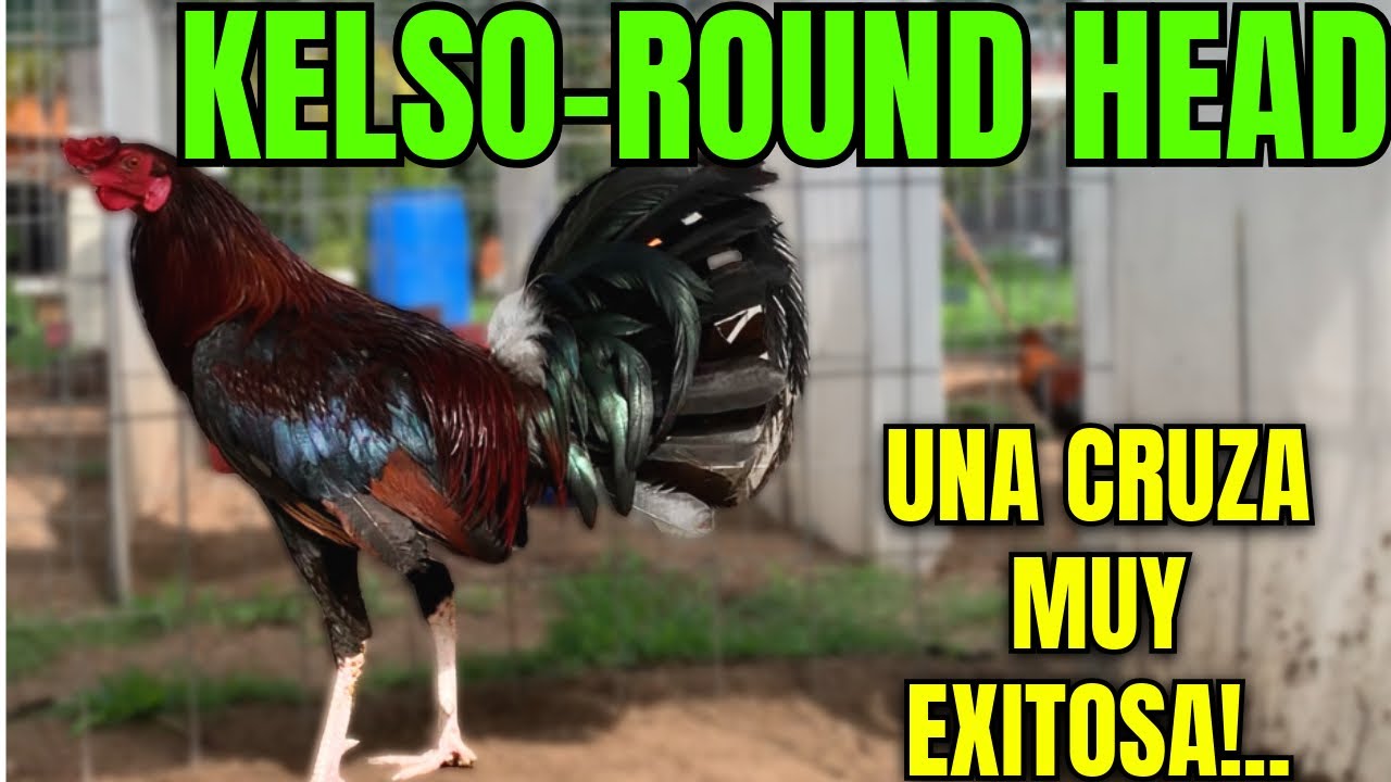KELSO-ROUND HEAD... UN APAREAMIENTO MUY EXITOSO - YouTube
