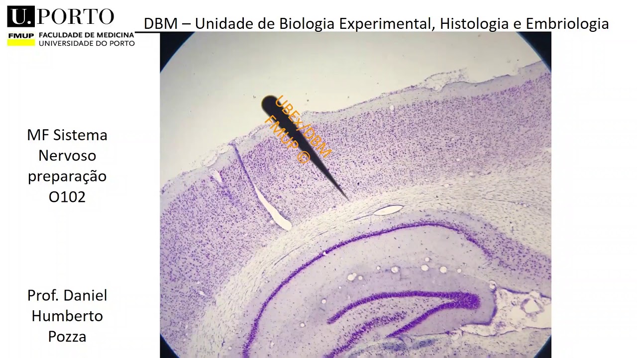 Histologia do Córtex Cerebral - preparação O102 - YouTube