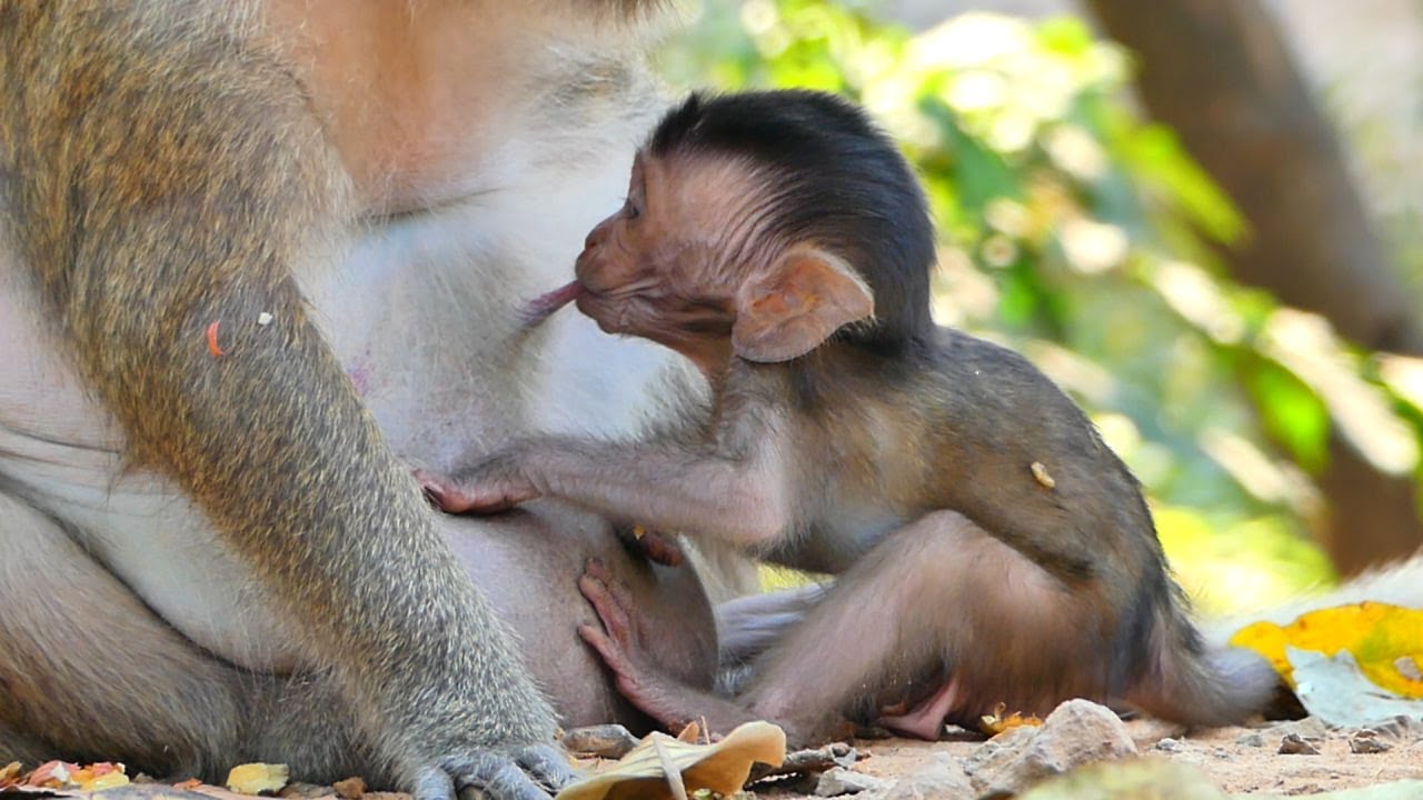 VERY VERY SWEET. SO ADORABLE BABY DEMI FAST TO DRINK MILK MOMMY. - YouTube