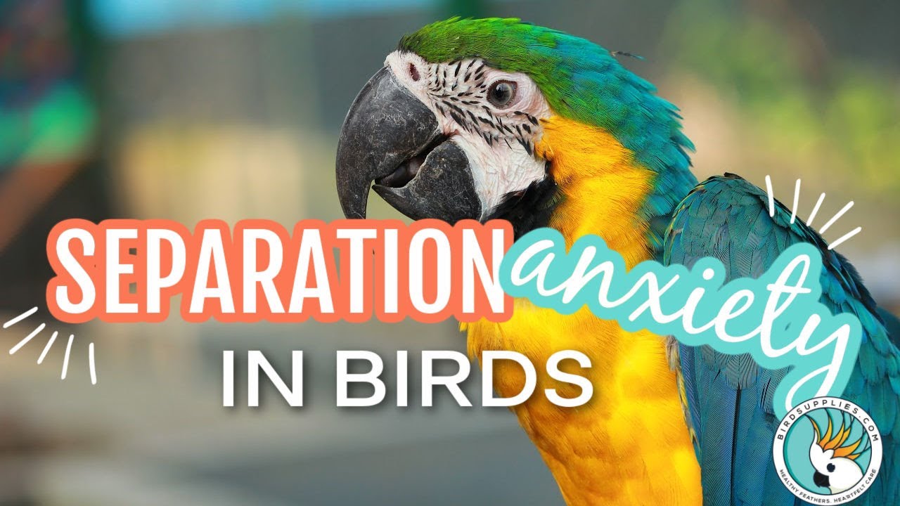 The Advanced Guide to Dealing with Parrot Separation Anxiety For A ...