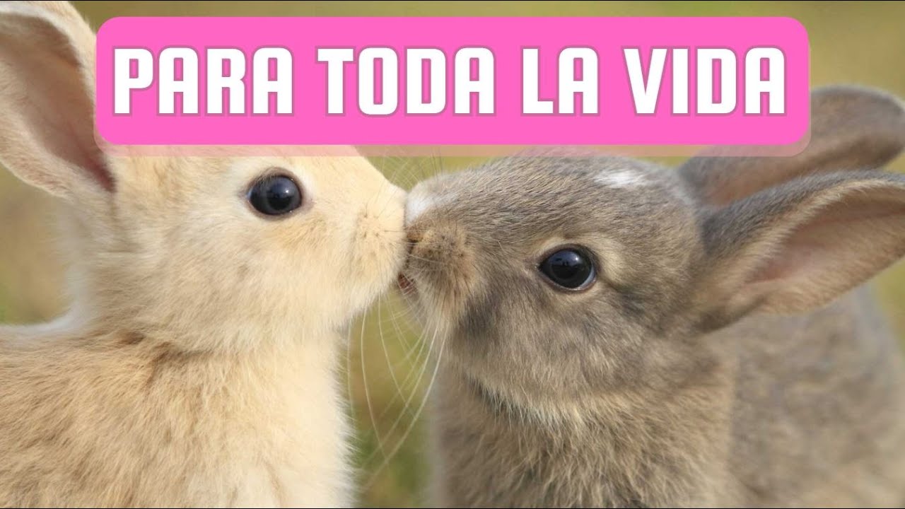 ¿Cómo se reproducen los conejos? | Todo sobre su apareamiento 🐰💘 - YouTube