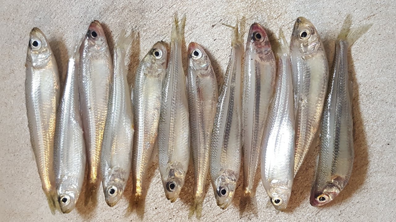 Southend Pier Fishing; Catch & Cook Sand Smelt & Mackerel. - YouTube