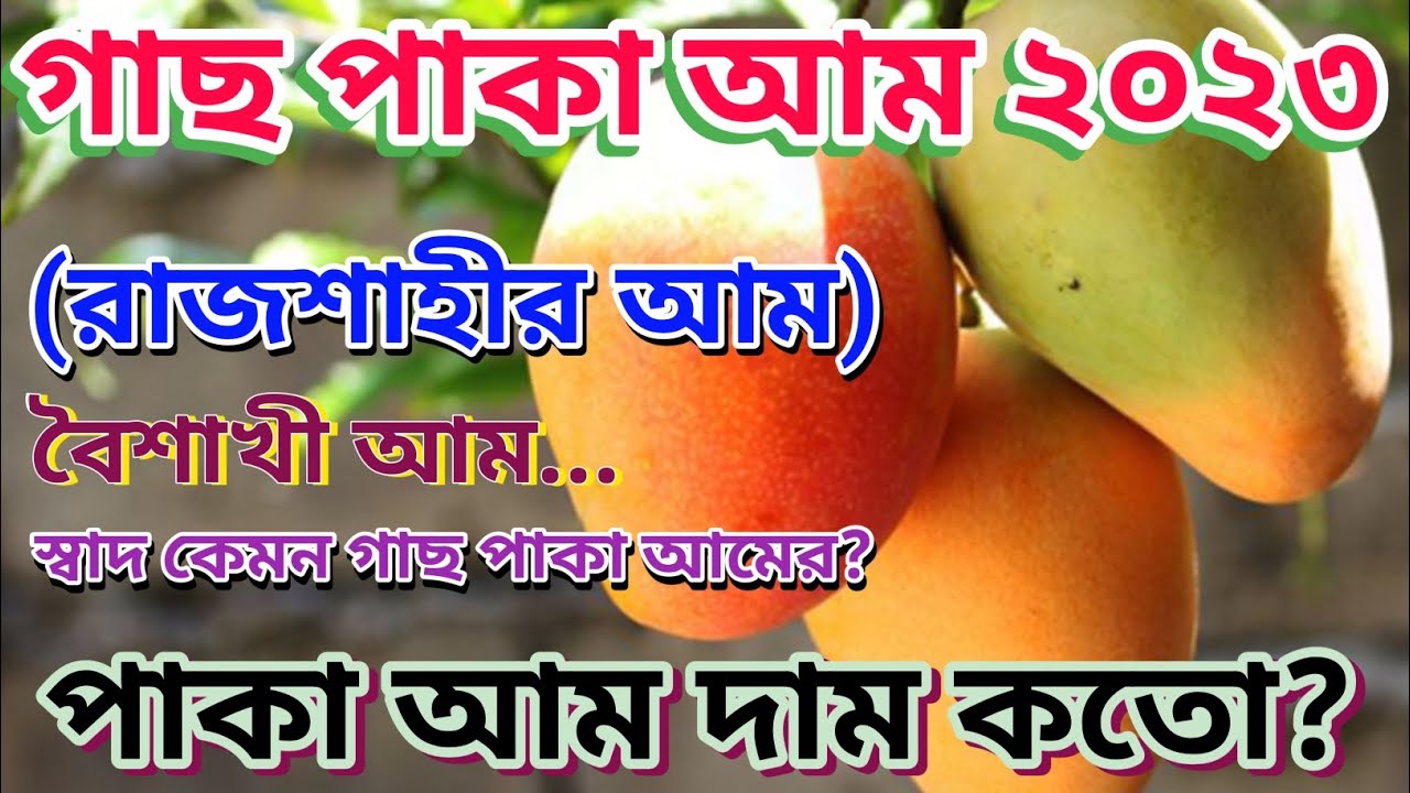 rajshahi mango news| rajshahi aam bagan| রাজশাহীর আম বাগান| rajshahi ...