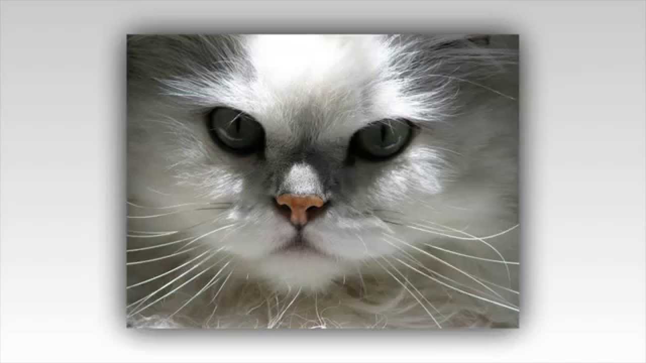 احلا صور | للقط شانشيلا | عالم الحيوان - YouTube