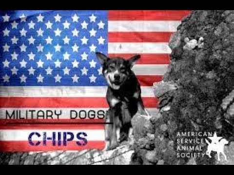 Chips : The Canine Hero of WW2 #trending #viral #military #motivation # ...