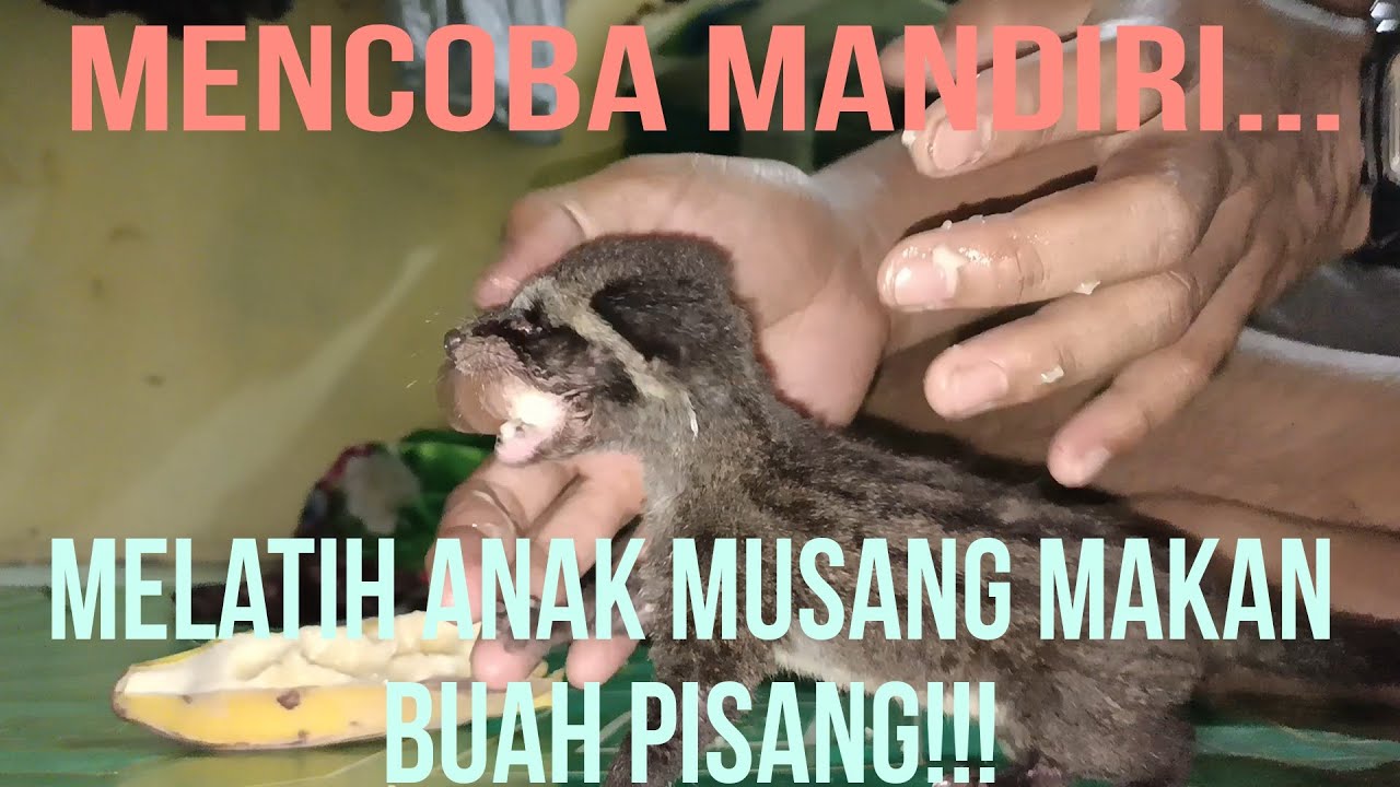 Cara melatih anak musang makan buah pisang!!! - YouTube