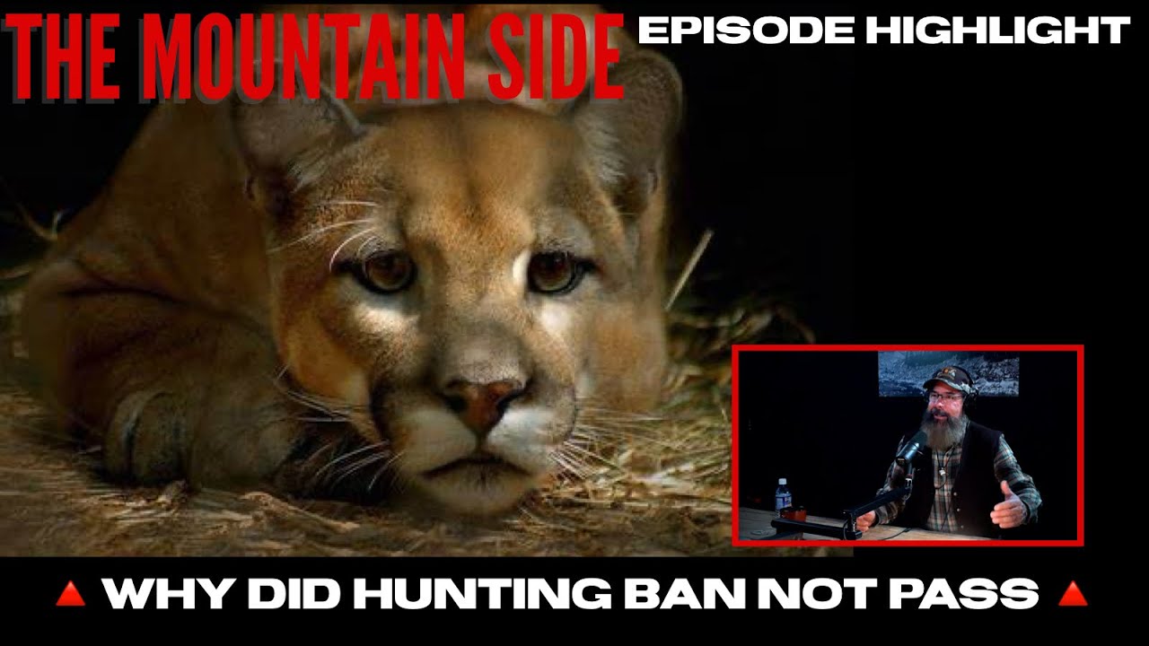 Why Did Colorado Mountain Lion Hunting Ban Not Pass? - YouTube