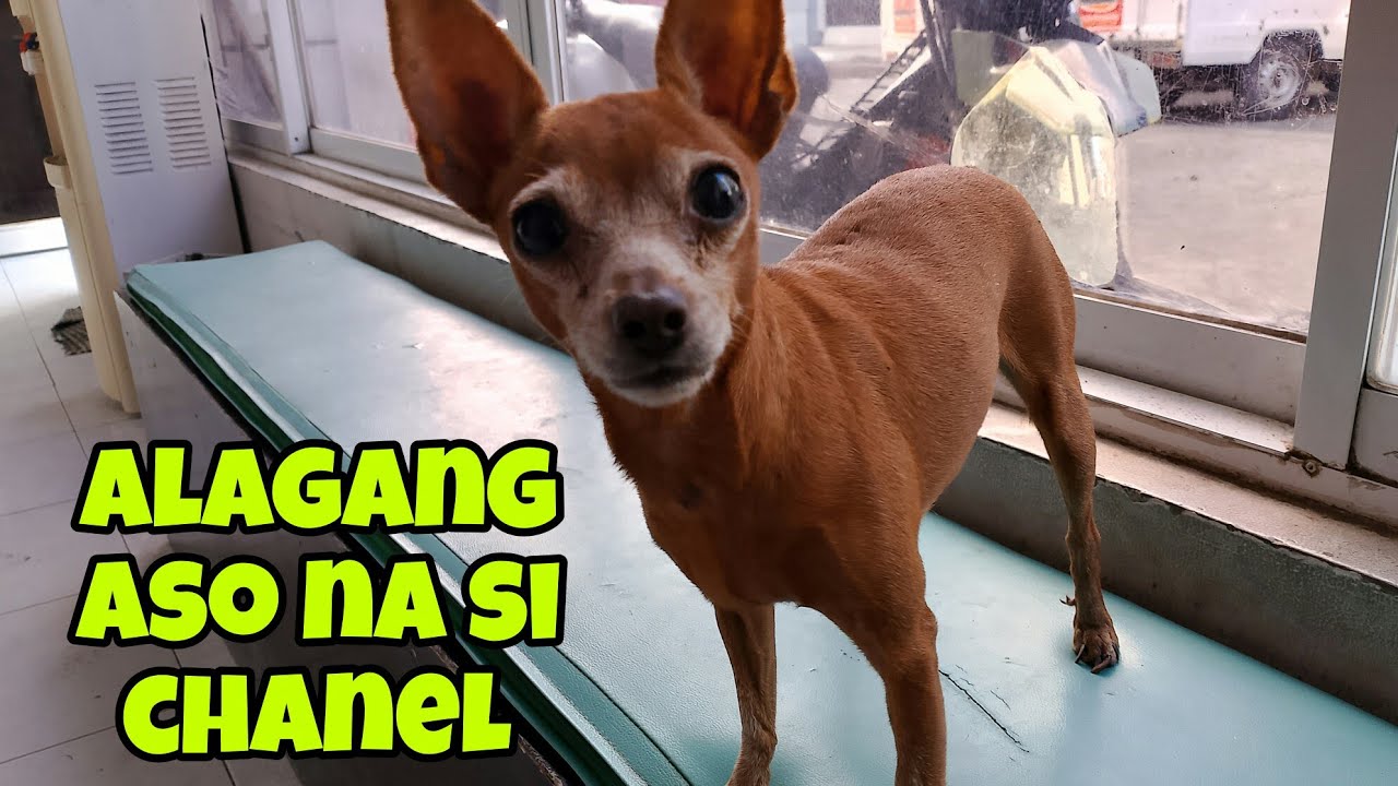 Ang aming alagang aso na si Chanel - YouTube