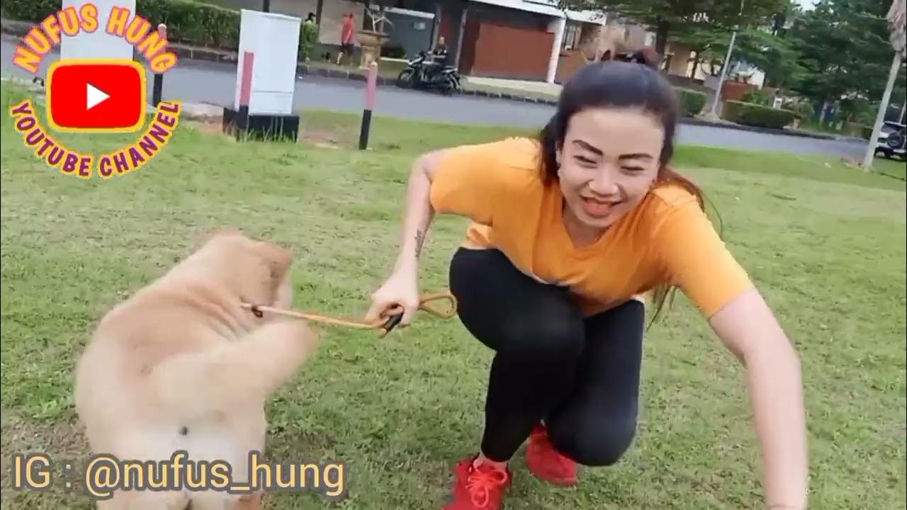 perkawinan anjing chow chow | pacak anjing | beberapa hari lagi magic dan money kawin | chowchow ...