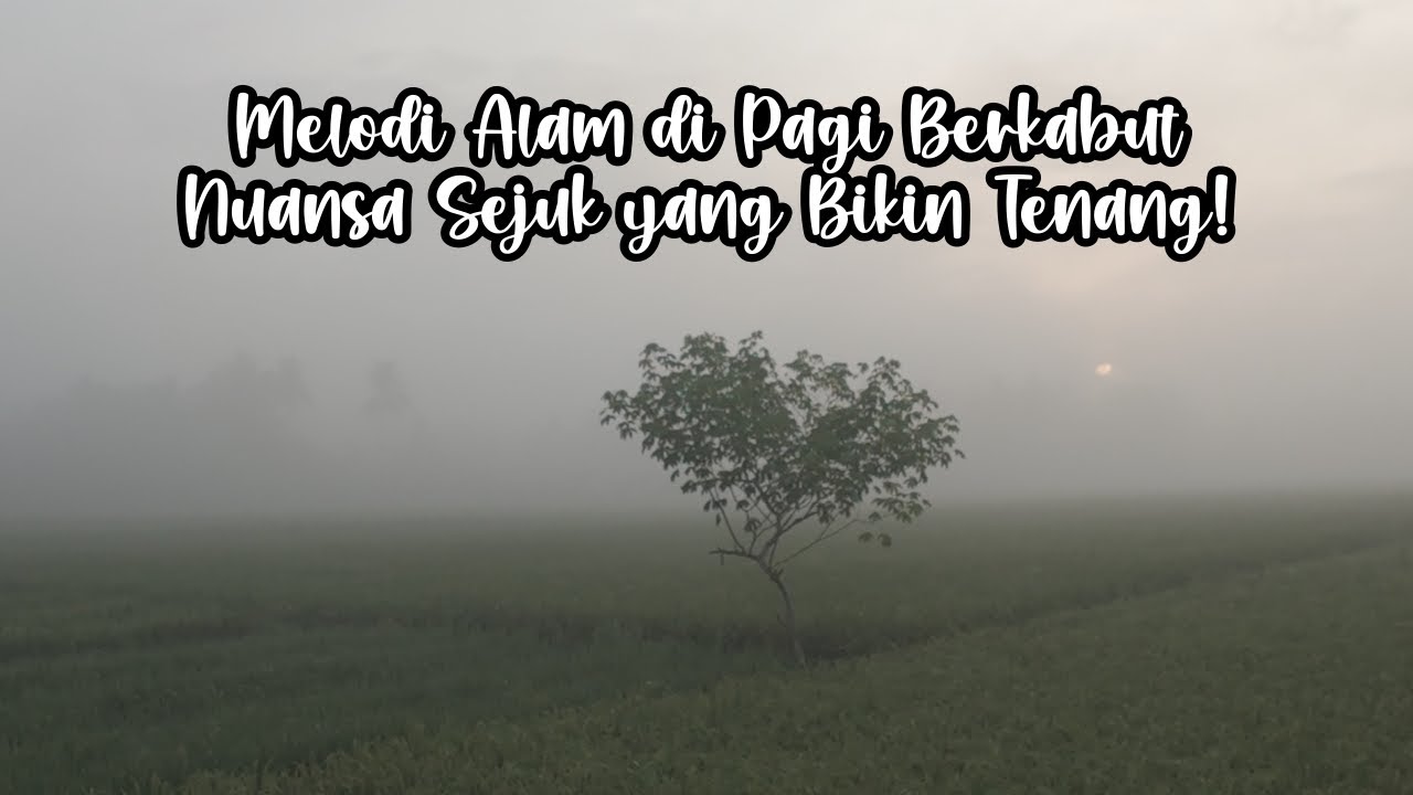 MELODI ALAM DI PAGI BERKABUT, NUANSA SEJUK YANG BIKIN TENANG! - YouTube