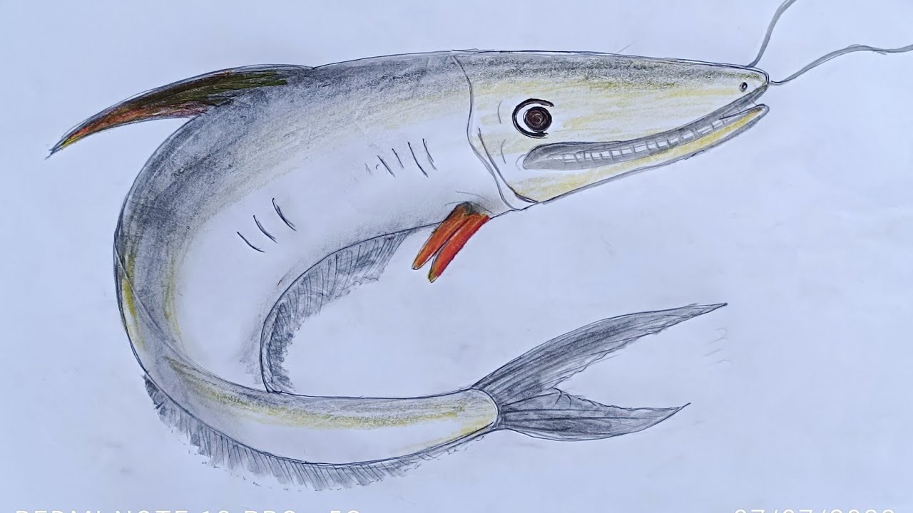 বোয়াল মাছ আঁকার সহজ উপায়,- Easy way to draw boal fish - YouTube