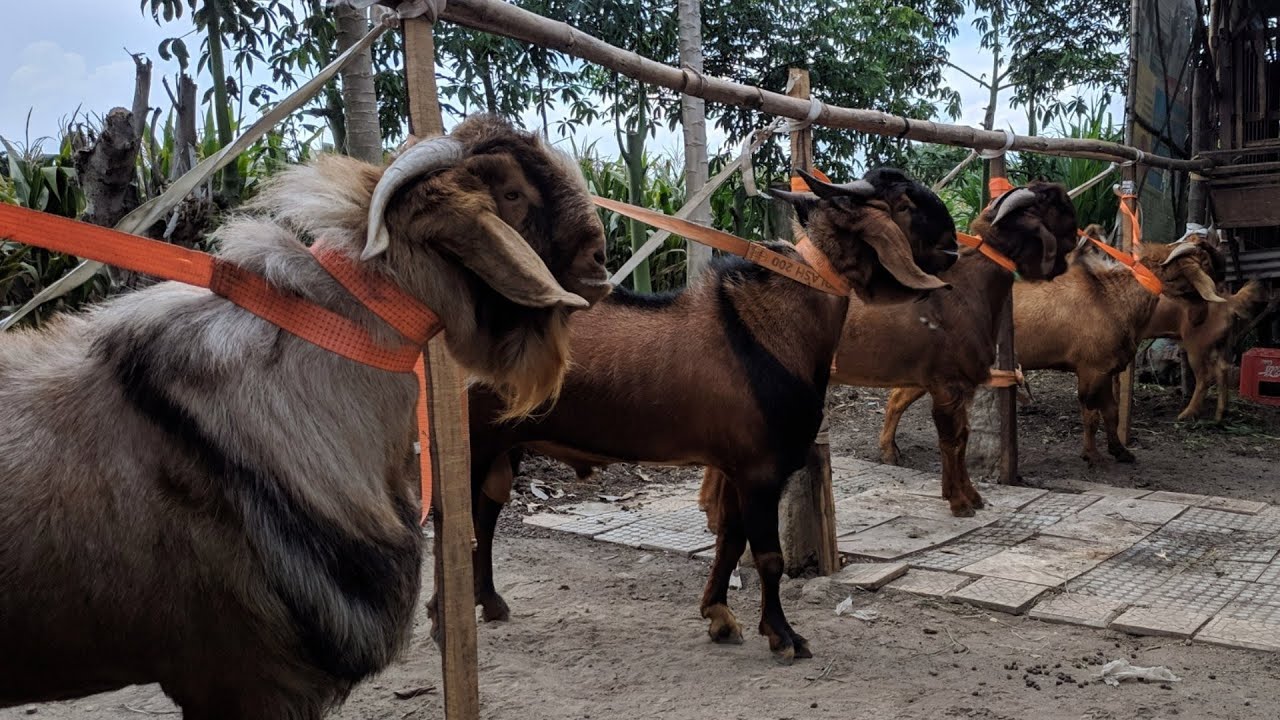 Loading The Biggest Red Goat | Giant Goat Farm in Village - YouTube