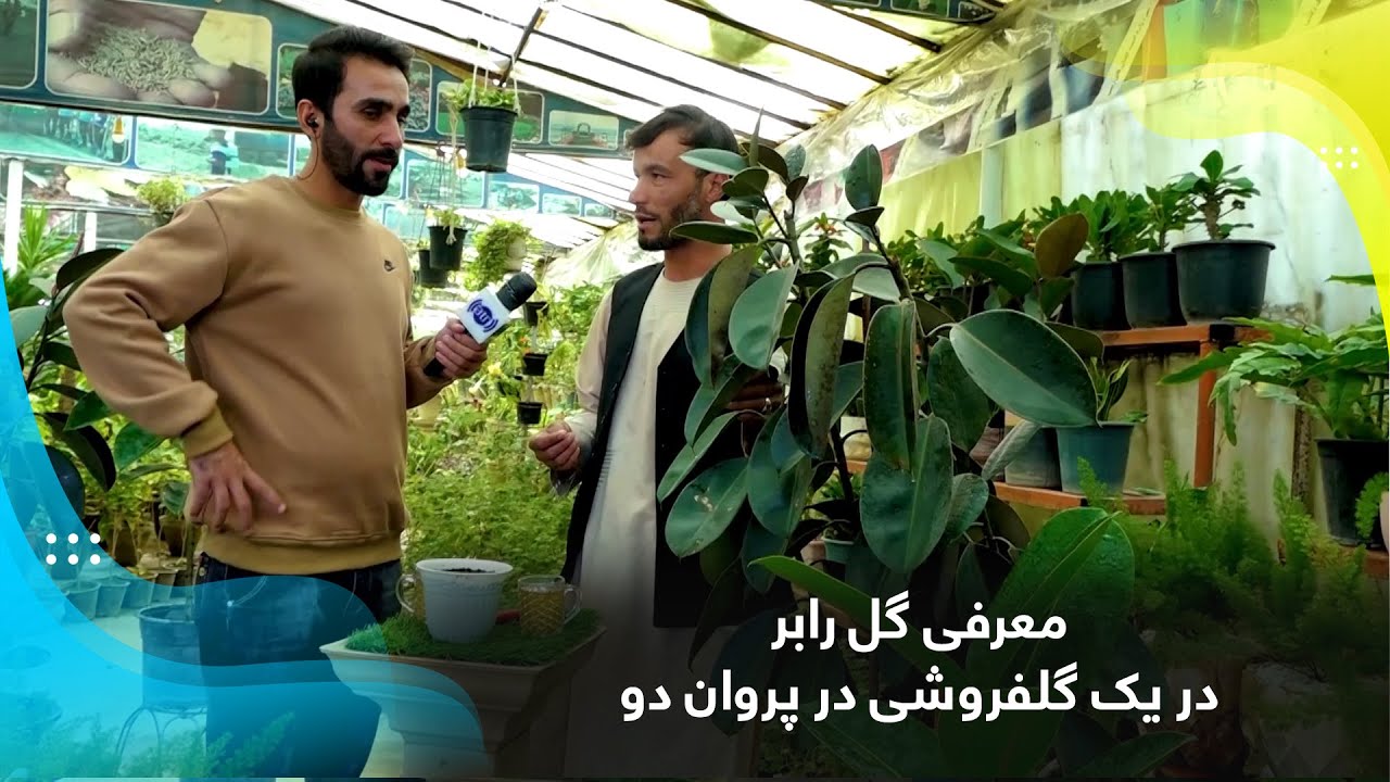 Introduction of Rubber flower by a florist in Parwan 2 / معرفی گل رابر ...