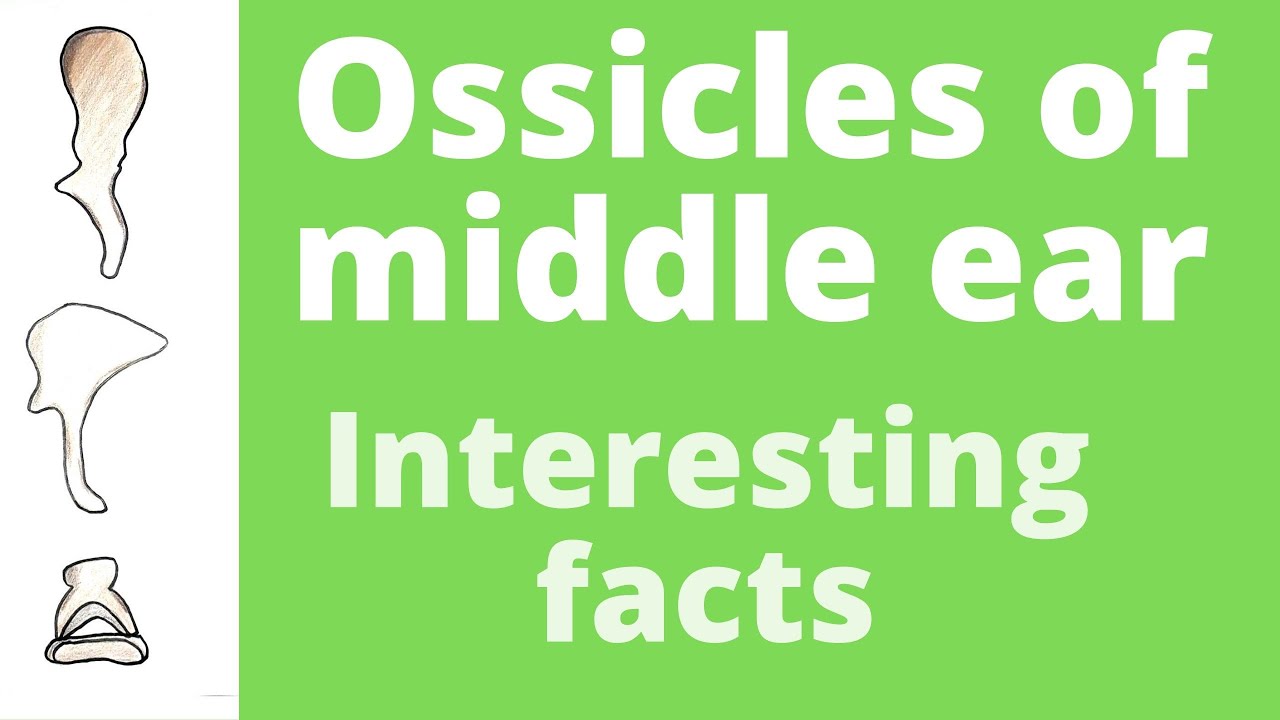 Ossicles of the middle ear(Anatomy)(Physiology) - YouTube