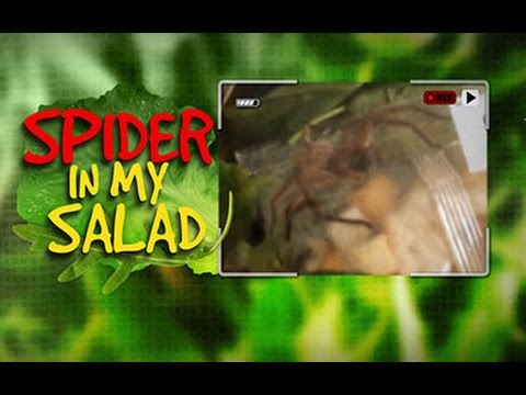 Huntsman Spider Found In Packaged Salad | Zoe & Karen Perry's Exclusive ...