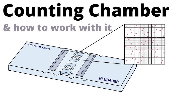 Manual Cells Counting With Hemocytometer Improved Neubauer 57 Off