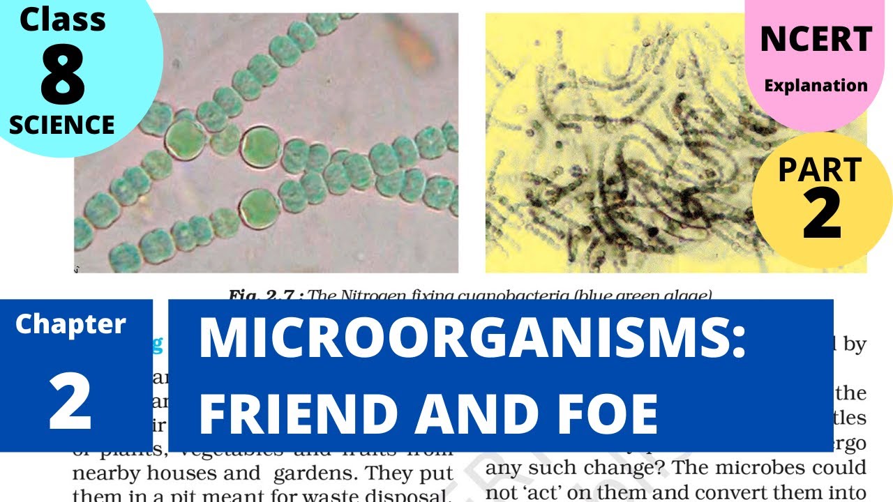 NCERT Class 8 Science Chapter 2: Microorganisms – Friends and Foes(PART ...