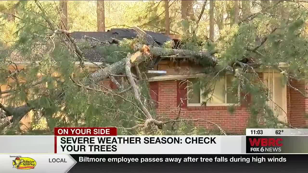 Severe weather season: Check your trees - YouTube