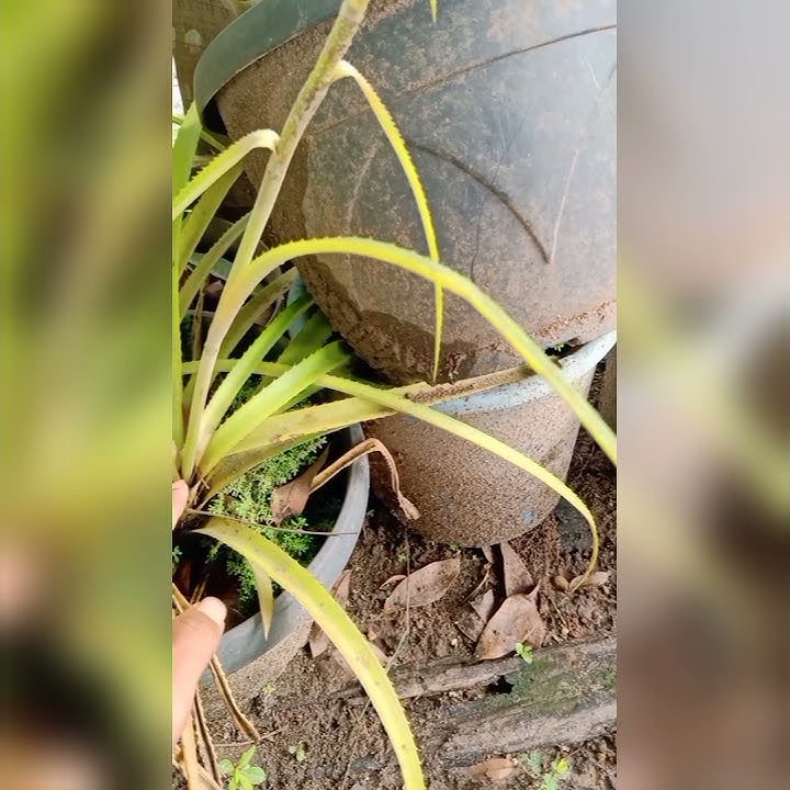 "UNIK" Nanas Hias Buahnya Bertangkai Panjang - YouTube