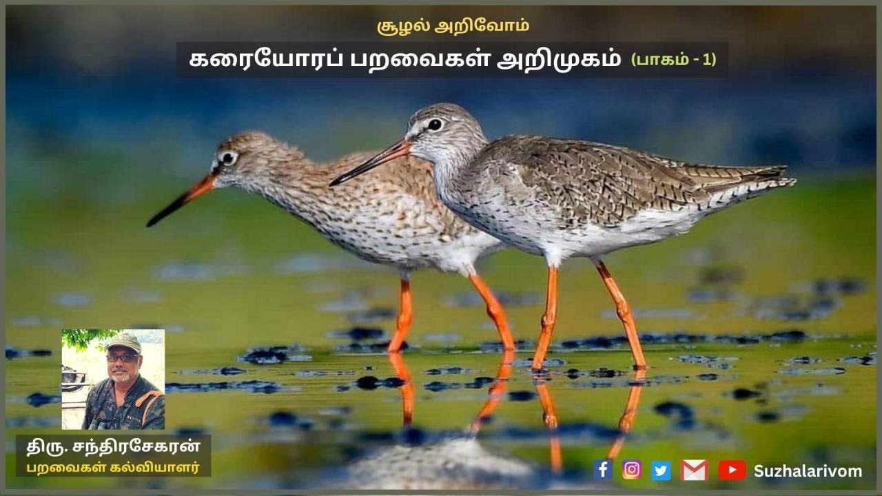 கரையோரப் பறவைகள் அறிமுகம் | Introduction to Shore Birds (Waders) | திரு ...