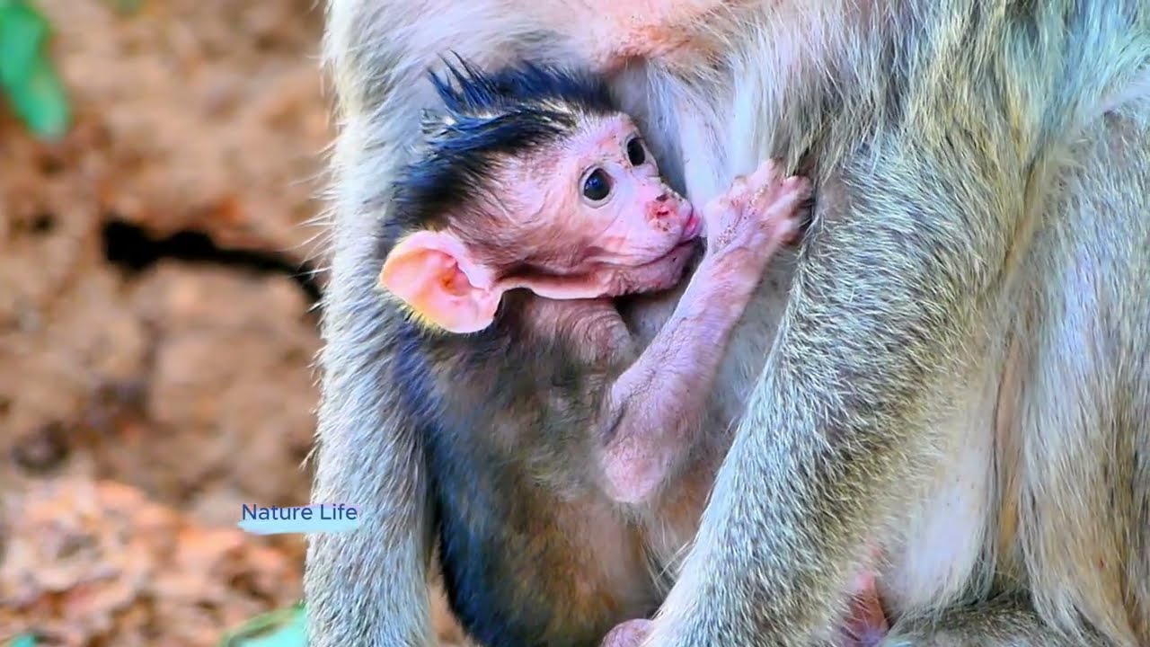 Incredible Real Story Life Of Cute Baby Monkey Full S_adness With Mum ...