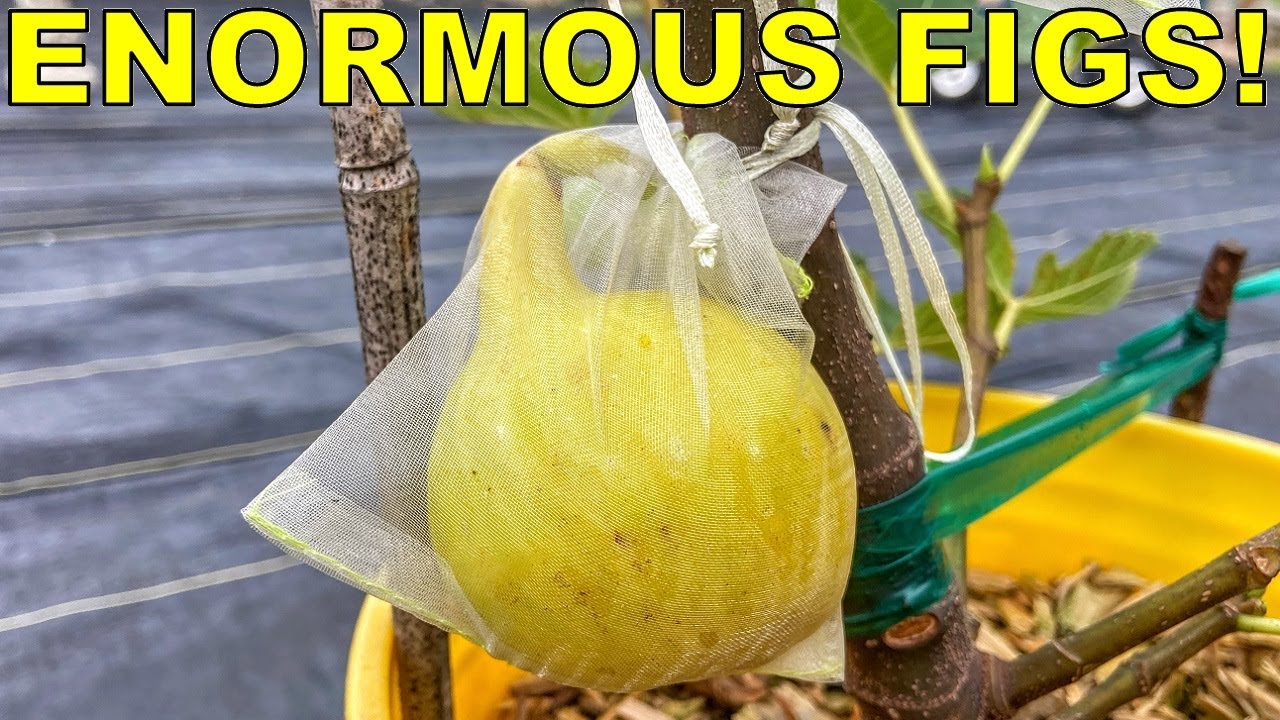 This Is The BIGGEST FIG I've Ever Grown! - YouTube