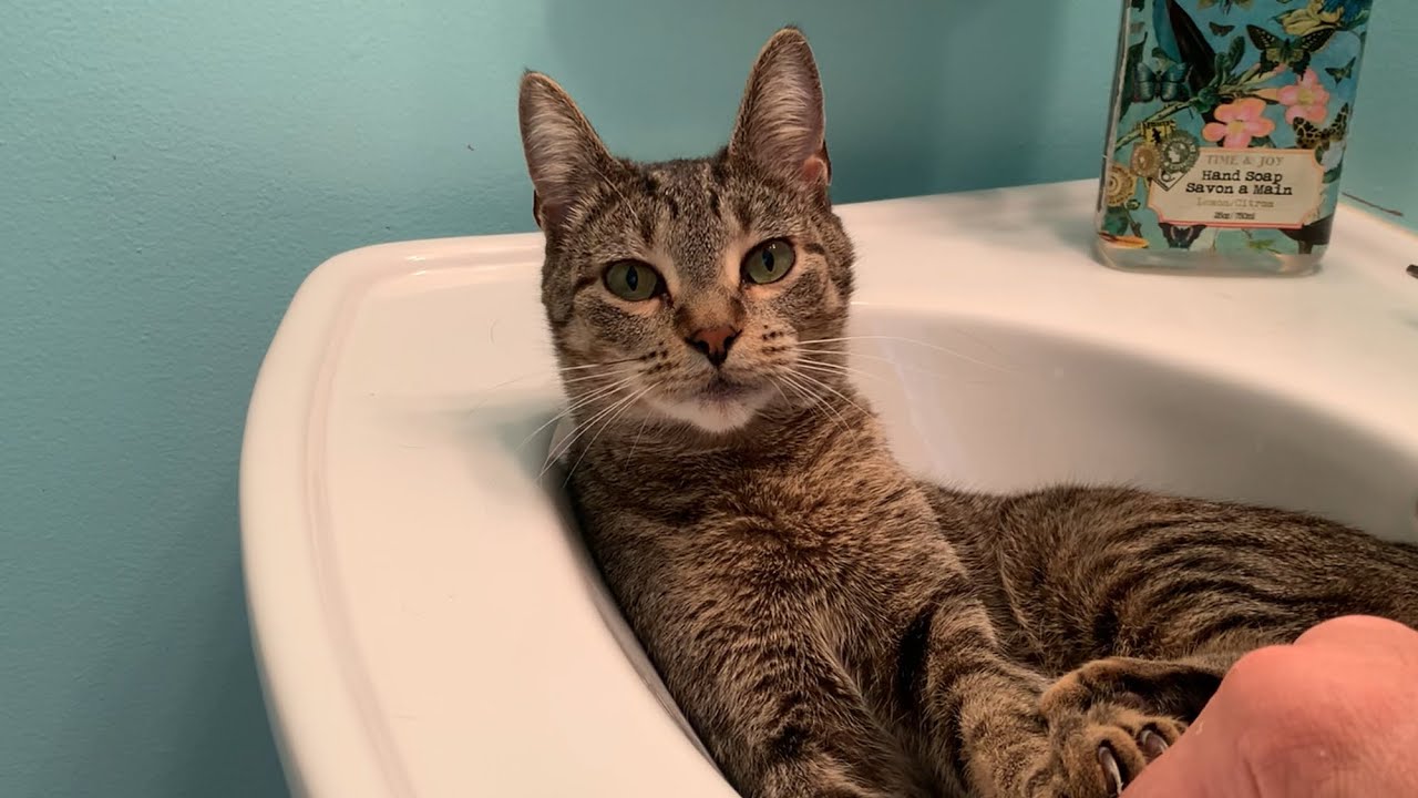 Tsuki in the sink. Tsuki the cat purring to playful & painful - YouTube