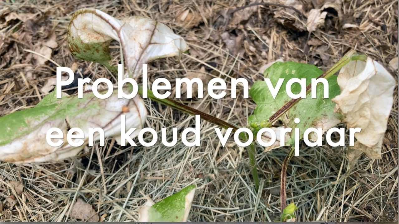 Ini's moestuin #144 Problemen koud voorjaar. Hoe verzorg je een druif ...