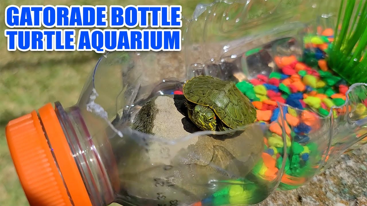 Plastic Bottle Aquarium for Baby Turtle - YouTube