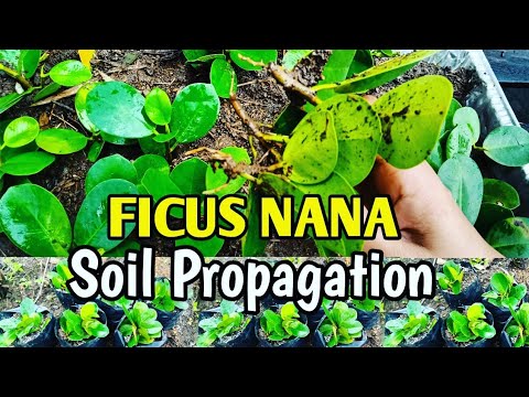 FICUS NANA Easy Propagation - YouTube