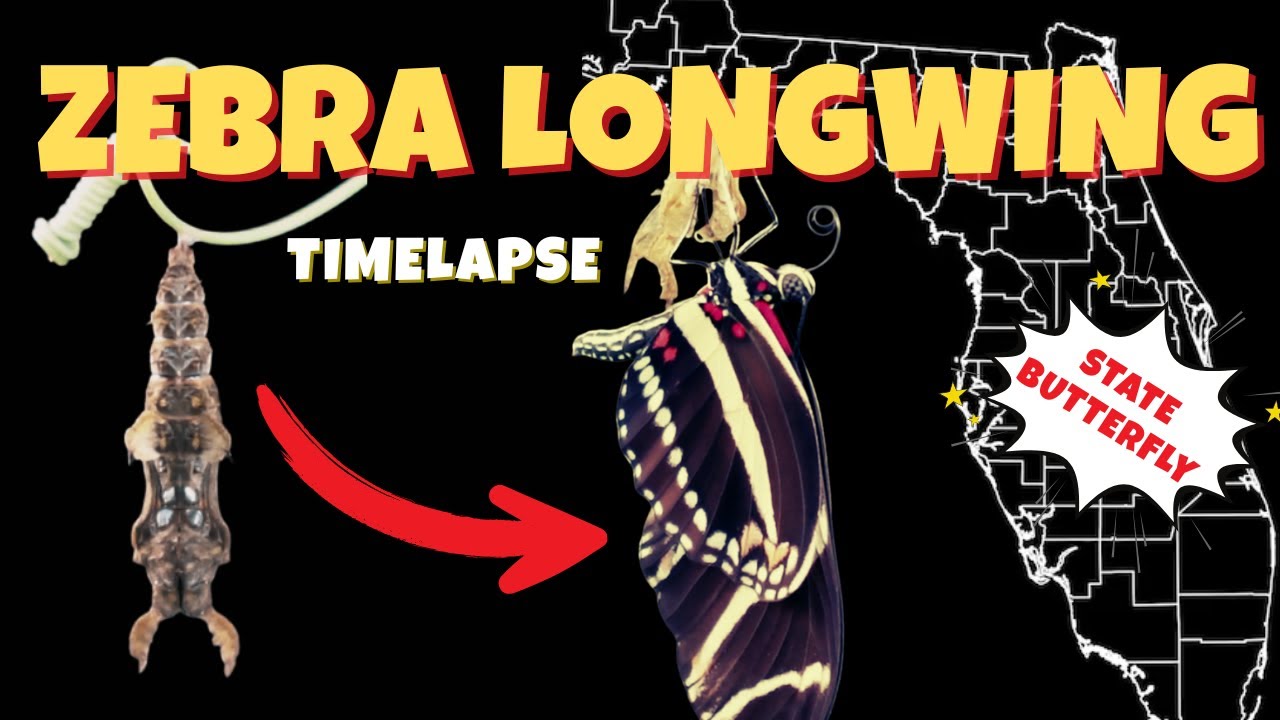 Zebra Longwing Butterfly Eclosing! 8x Timelapse in Our Florida Food ...