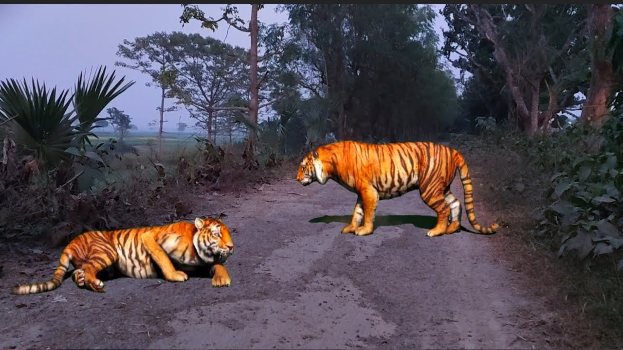 দুই বাঘের বন্ধু /tiger friend two tiger video now song viral video ...