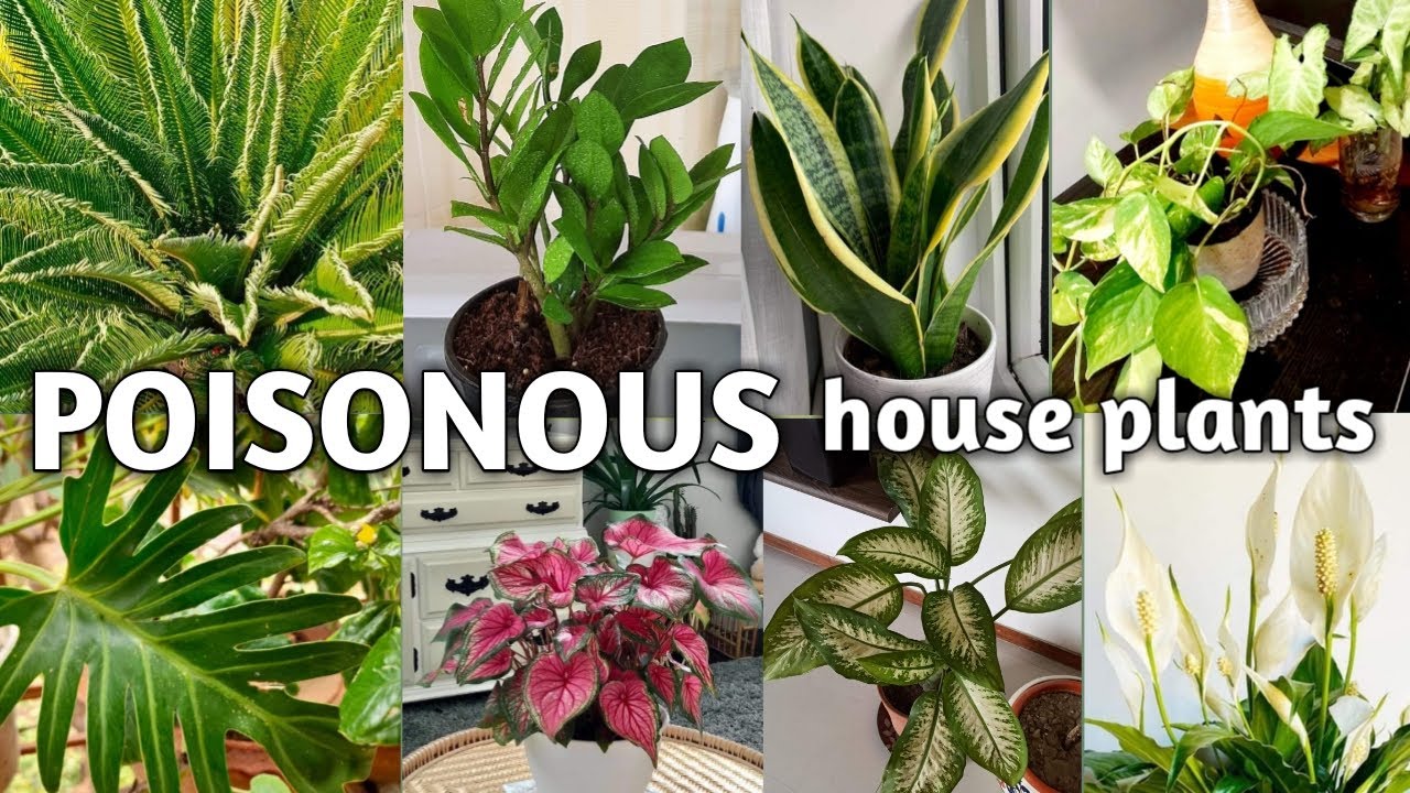 Poisonous house plants || Which plants are poisonous - YouTube