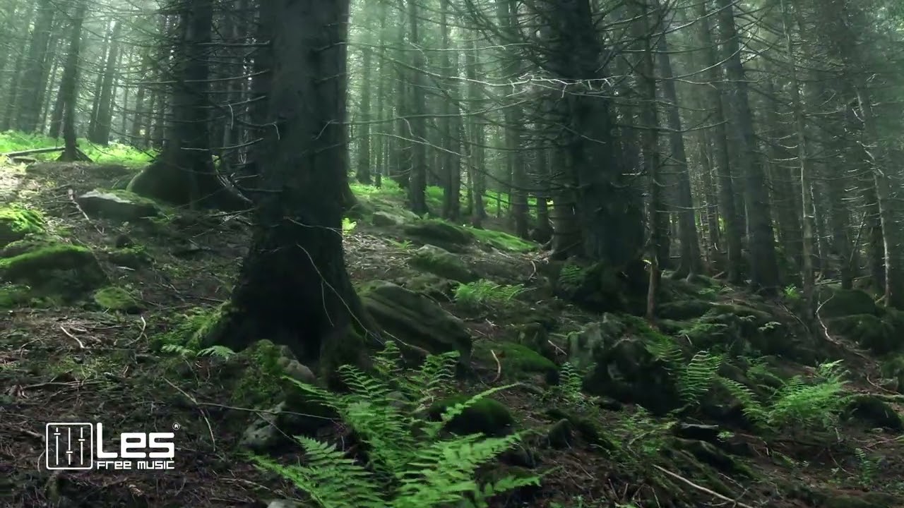 Relax in the forest / Mediation Background Music (Royalty Free) - YouTube