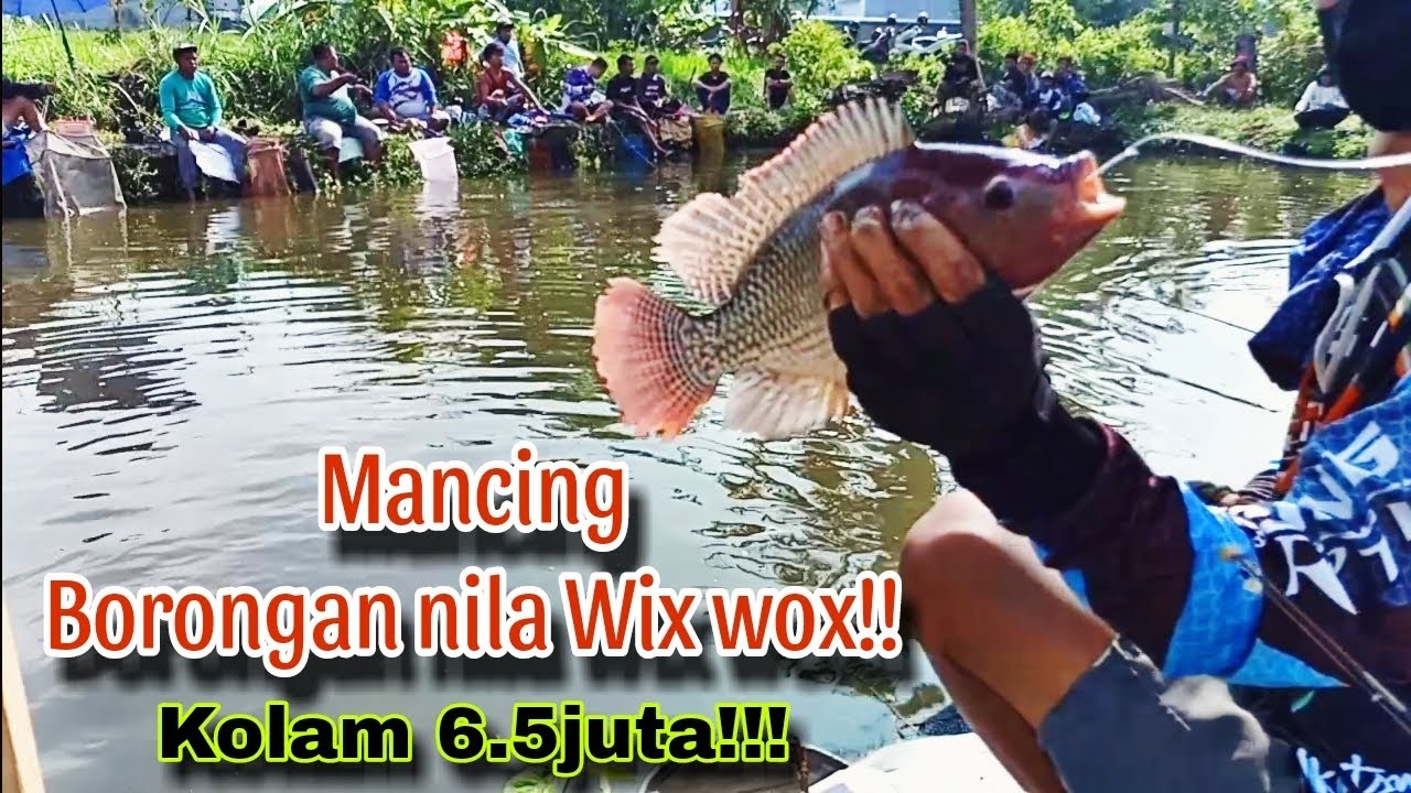 Mancing borongan 6.5juta full nila Babon wix wox - YouTube