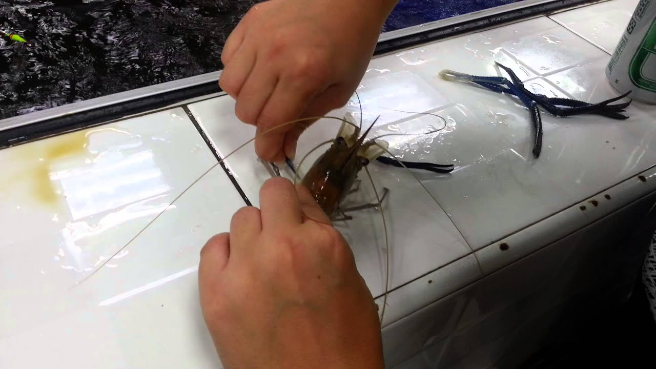 20140803 sad shrimp life - YouTube