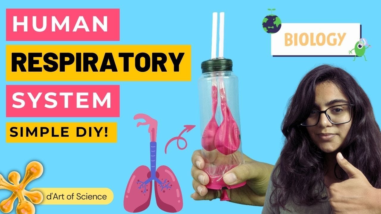 RESPIRATORY SYSTEM DIY | How does BREATHING work? | dArtofScience - YouTube