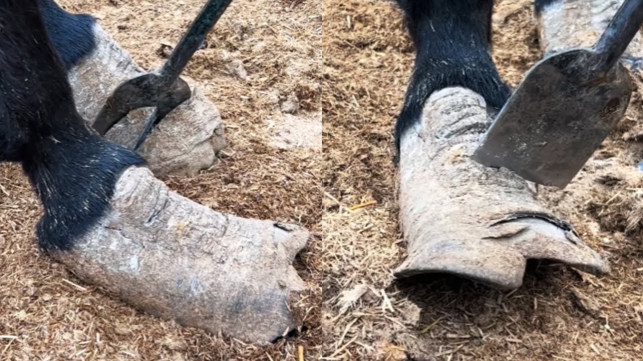 Extra Large Donkey Hoof, Wide And Thick, Can Be Trimmed Quickly With A ...