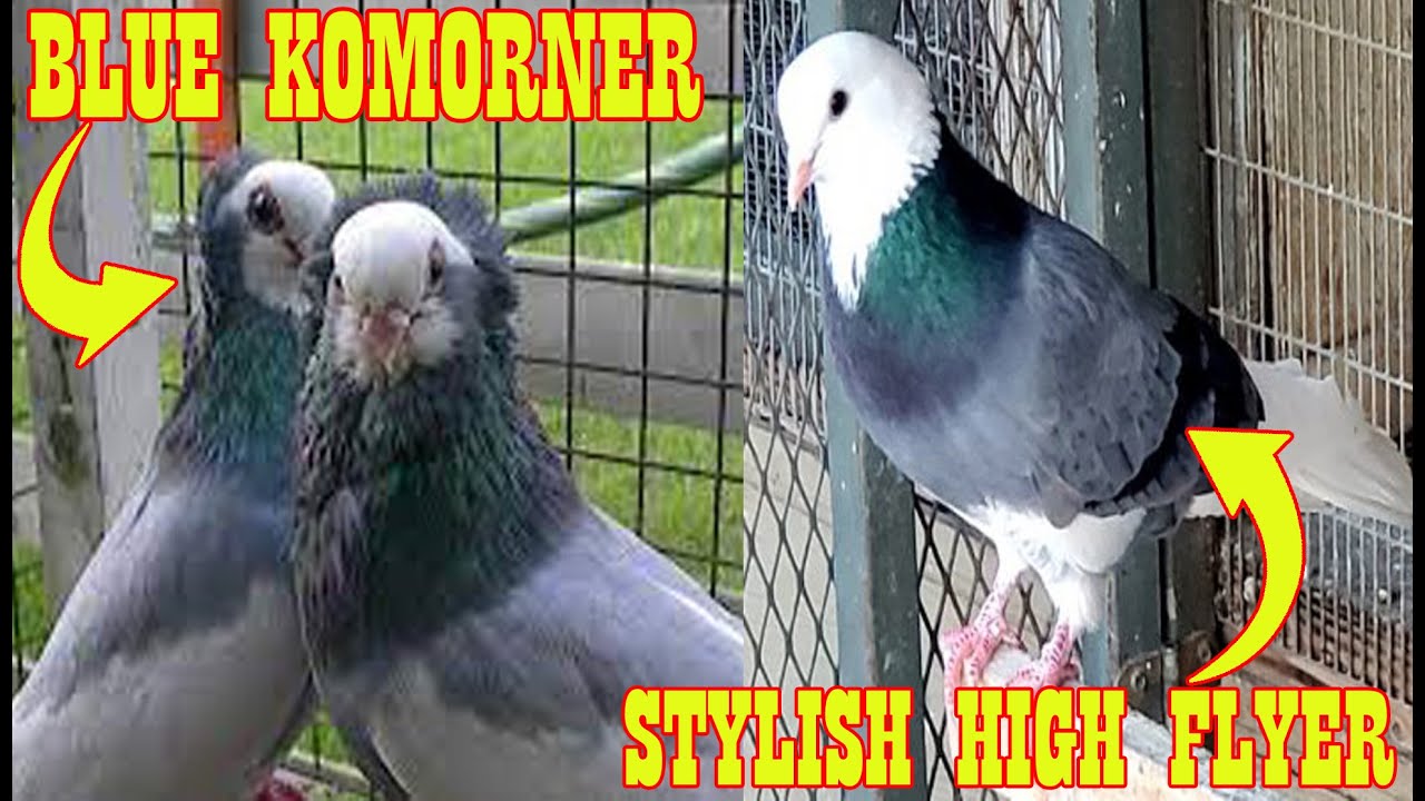AMAZING FANCY PIGEON BREEDS VIDEO | EYE CATCHING PIGEON BREEDS ...