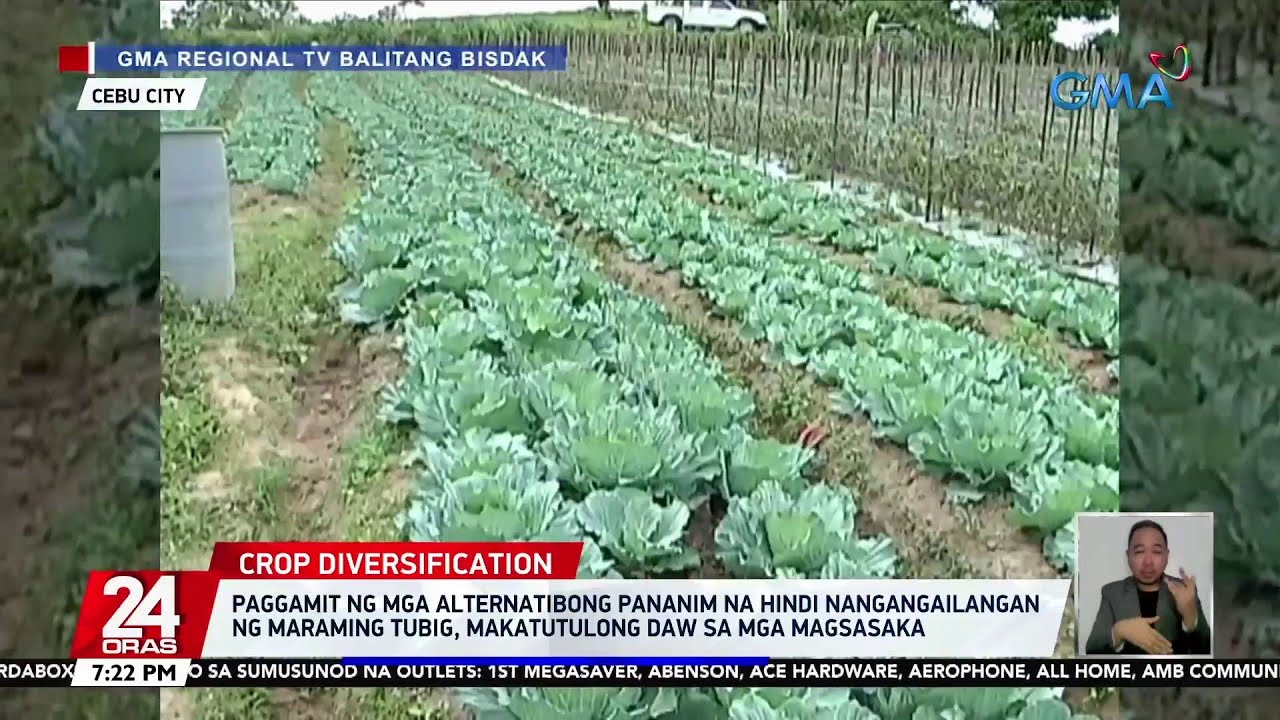 Paggamit ng mga alternatibong pananim na hindi nangangailangan ng ...