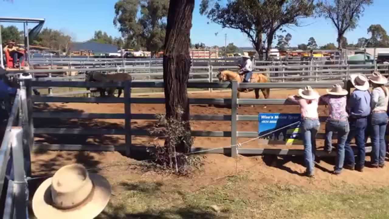 Eskdale West Rugged Kid Campdrafting 2014 - YouTube