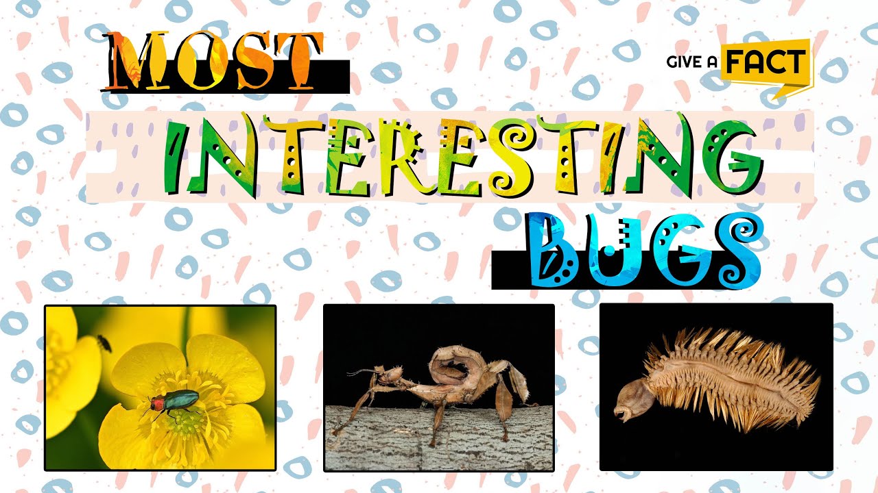 12 Most Interesting and Unusual Bugs You Haven't Heard Of: Explore the ...