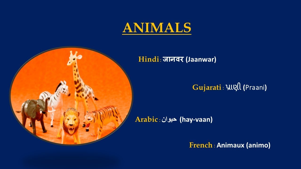 Animal Names In Hindi Gujarati Arabic And French YouTube animal-names-in-hindi-gujarati-arabic-and-french-youtube