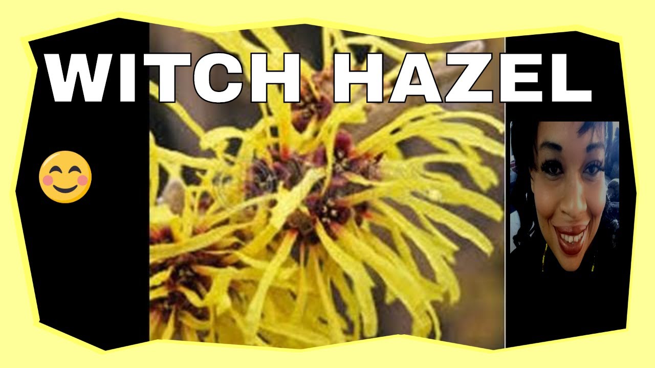 Witch Hazel | What are the magickal and medicinal properties of witch ...