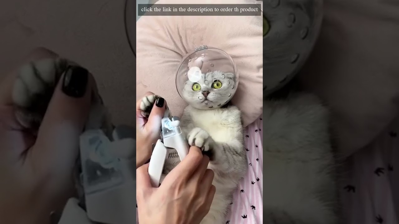 How to Trim Cat Claws %23cat - YouTube