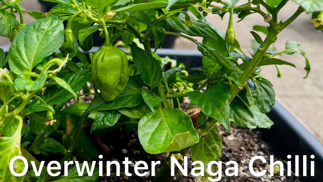 Planting outdoors my 2 years old(overwinter)Naga chilli |hot peppers ...