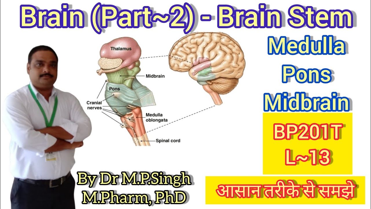The Brain Stem | Medulla, Pons, Midbrain | Human Anatomy Physiology-II ...