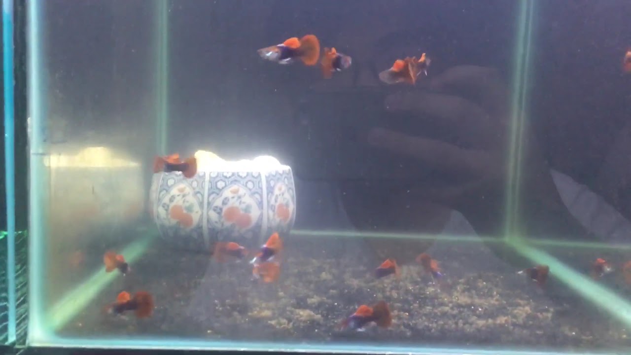 Hb Red Rose | My guppies - YouTube