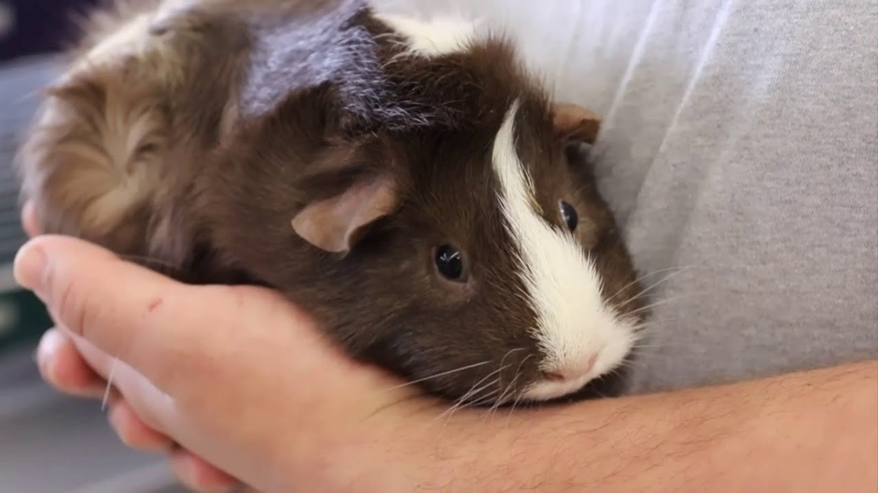 Wild Wednesday: Guinea Pigs - YouTube
