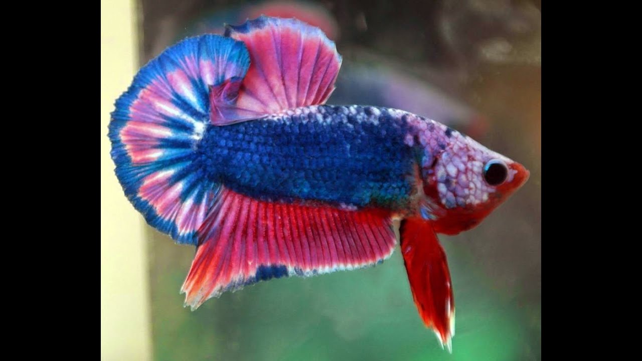 ikan cupang warna merah biru - YouTube